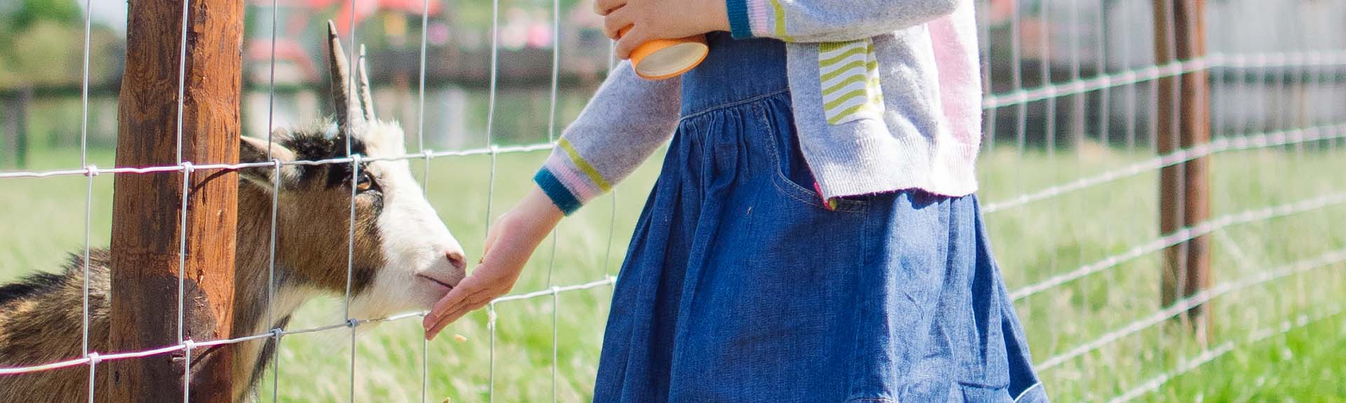 The farm - Mini Meadows Childrens Farm Northampton