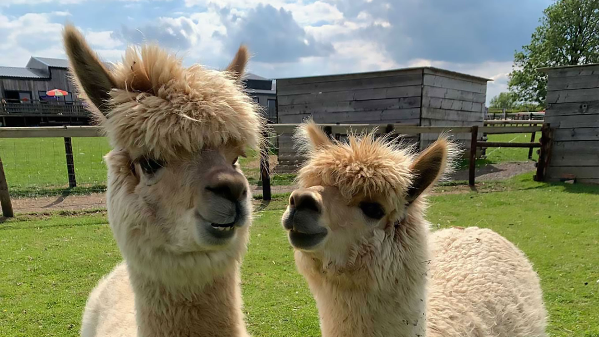 National Alpaca Day - Mini Meadows Childrens Farm Northampton