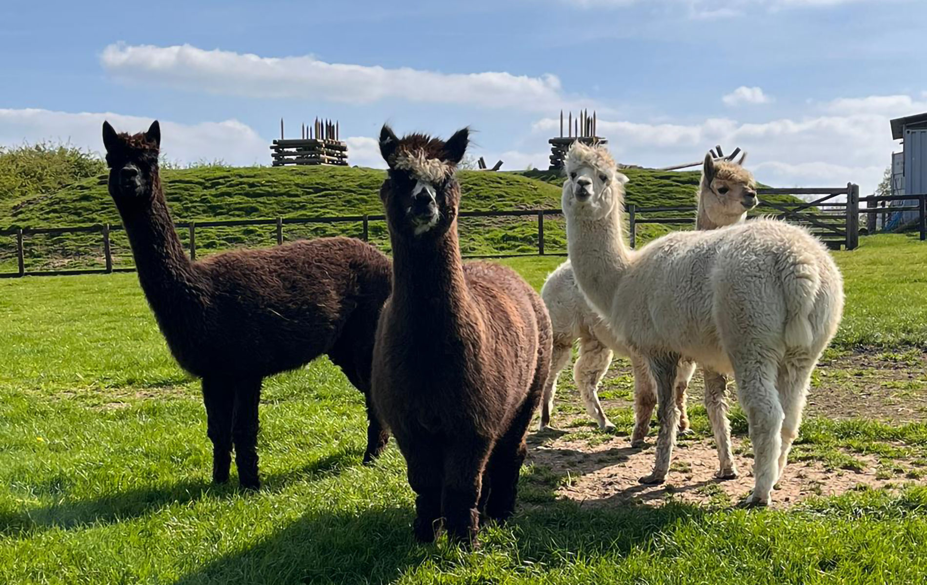 Alpaca Shearing - Mini Meadows Childrens Farm Northampton