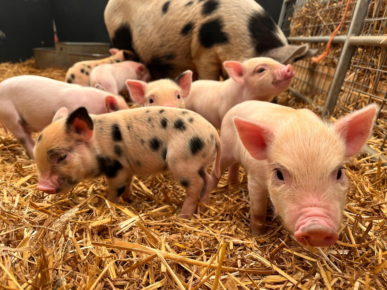 Indoor Fun on the Farm - Mini Meadows Childrens Farm Northampton