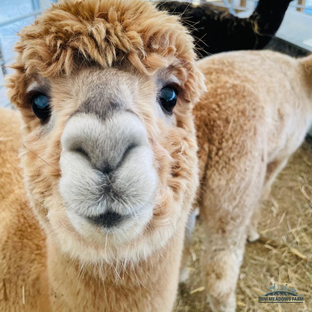animal encounter 4 - Mini Meadows Childrens Farm Northampton