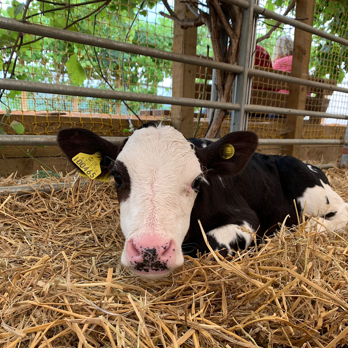 animal encounter 5 - Mini Meadows Childrens Farm Northampton