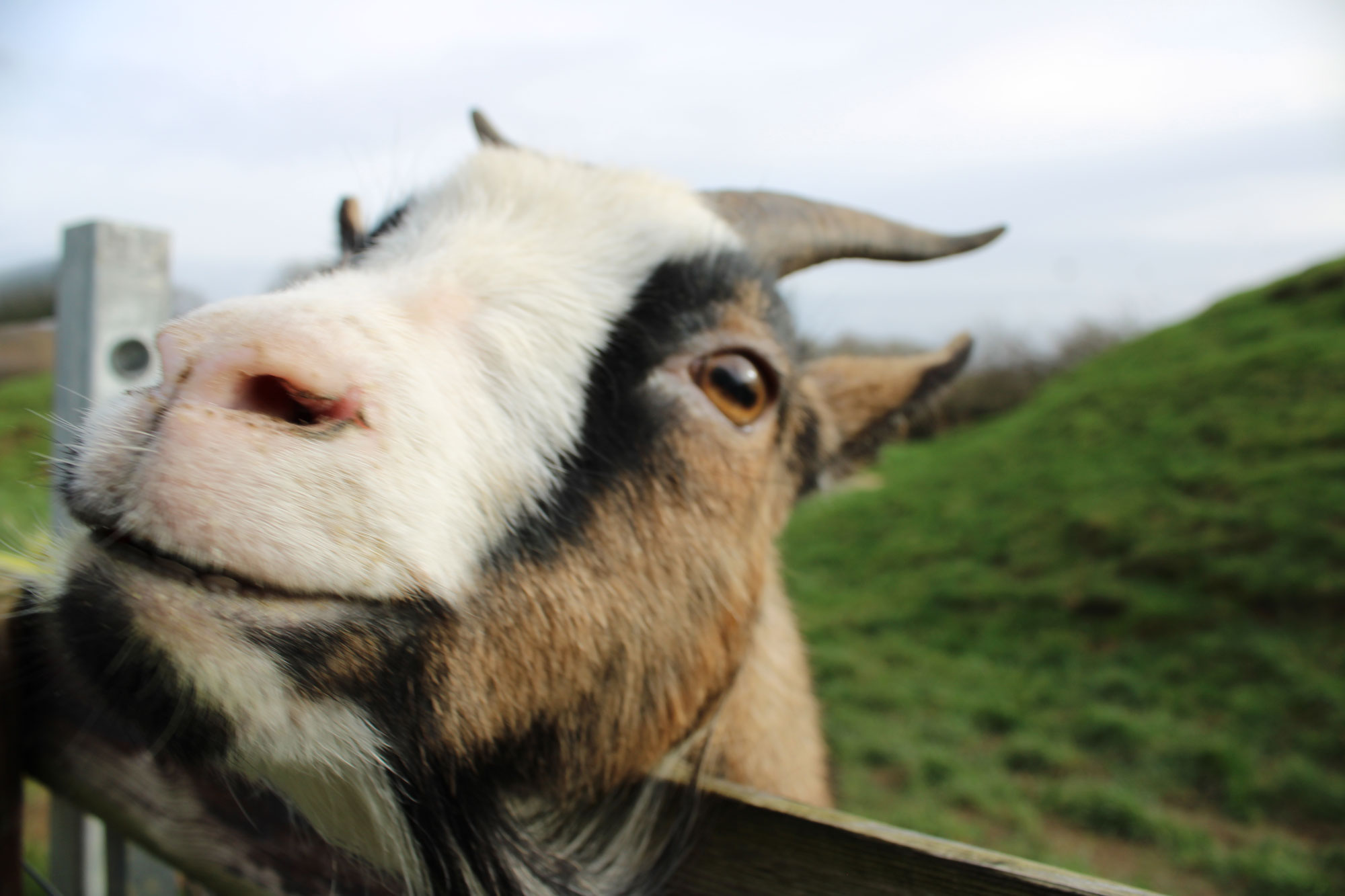 animal encounter 7 - Mini Meadows Childrens Farm Northampton