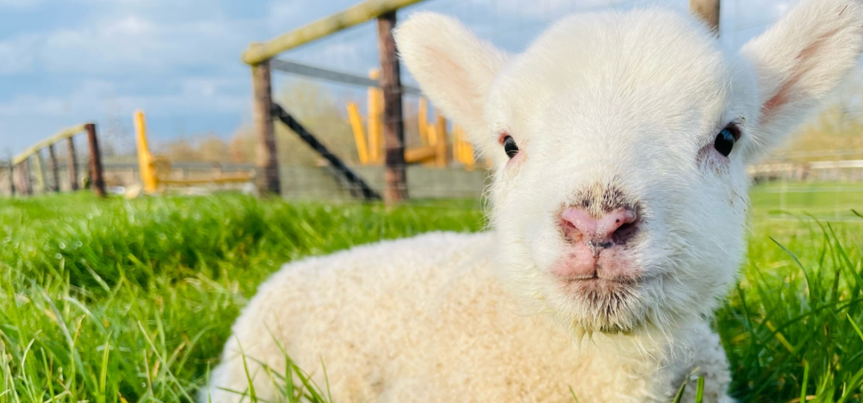 Charity Donation Requests - Mini Meadows Childrens Farm Northampton