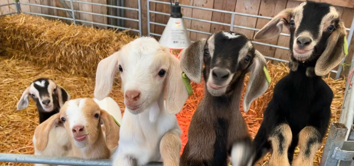 May Half Term at Mini Meadows! - Mini Meadows Childrens Farm Northampton