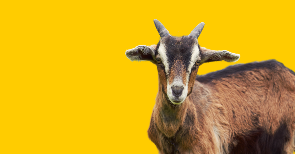 Half Term Fun at Mini Meadows Farm - Mini Meadows Childrens Farm ...