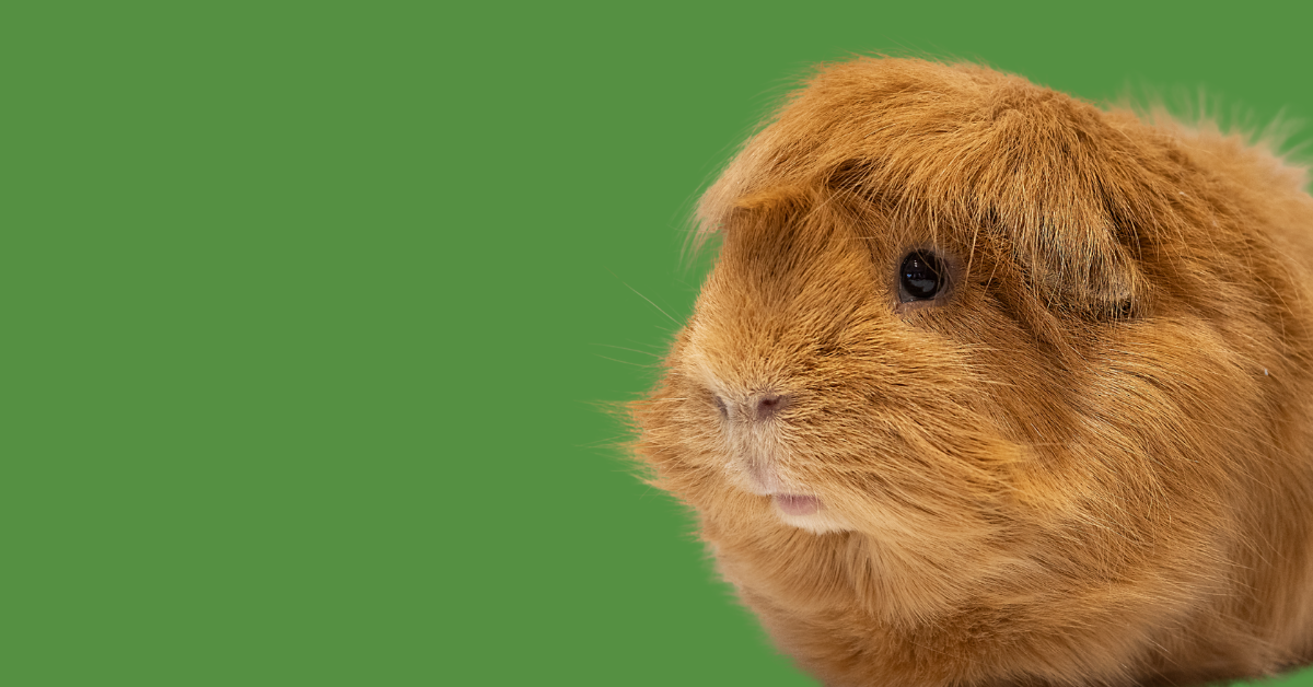 Animal Encounters at Mini Meadows Farm - Mini Meadows Childrens Farm ...