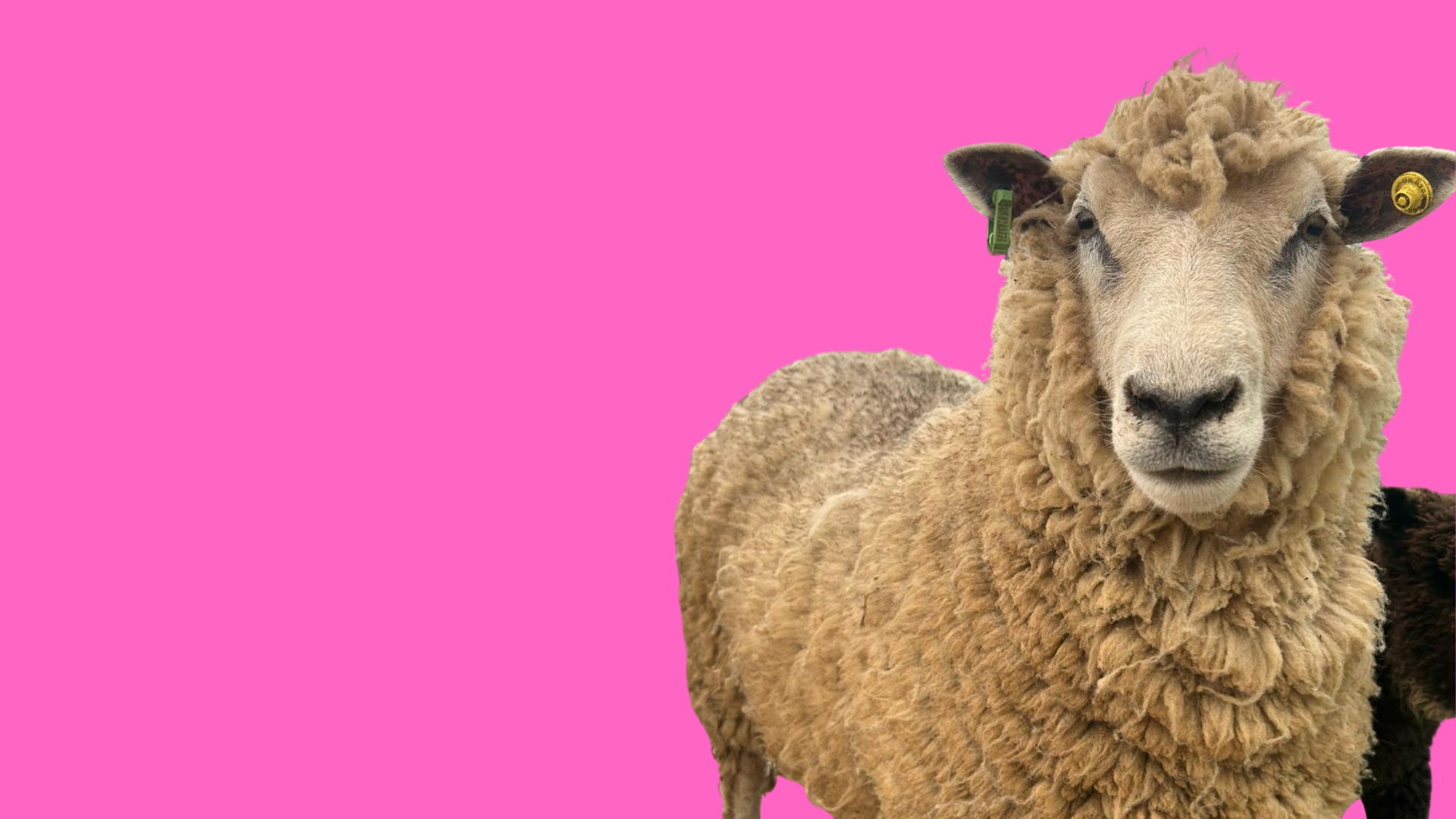 Free Return Visit - Mini Meadows Childrens Farm Northampton